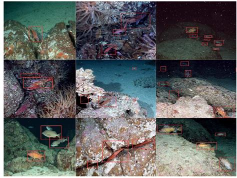 Figure 5 From Deep Wavenet Based Yolo V5 For Underwater Object