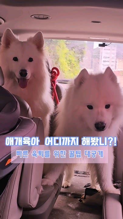 빠른 육퇴를 위한 애개육아 꿀팁 대공개 역시 몸이 힘들어야 평화가 빨리 찾아오죠 애개육아 퇴근을위한 주말의파티 사모예드 Youtube