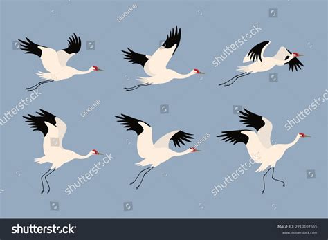 Crane Flying Cute Bird Different Poses Stock Vector Royalty Free