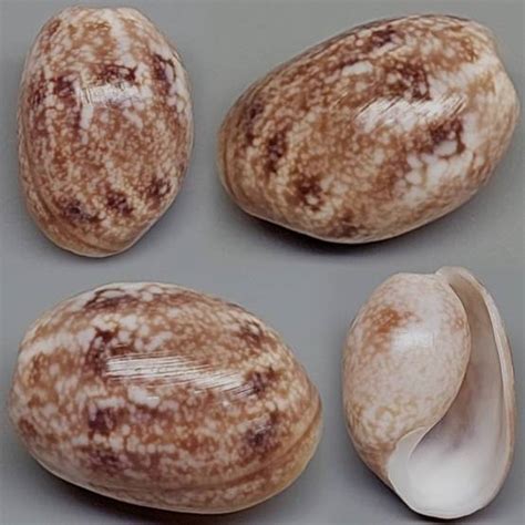 Genus Sp 4110439