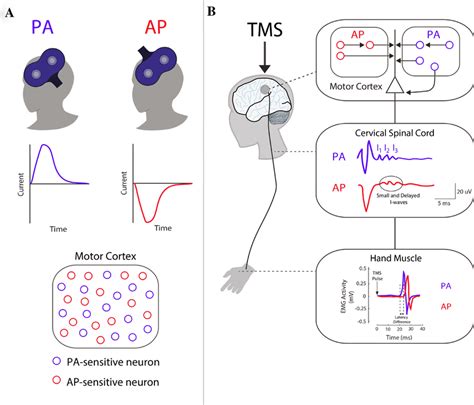 Key Differences Between Pa And Ap Tms Applied To The Brain A Diagram