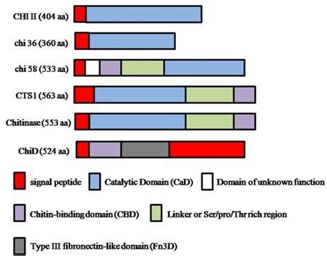 Molecular Cloning Expression And Biochemical Characterisation Of A