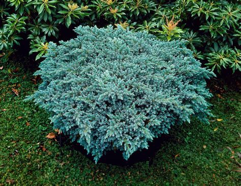Blue Star Juniper Tree A Stunning Ornamental Landscaping Choice