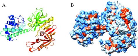 The Final Structure Of Myoglobin Pepsin Complex After Md Simulation Download Scientific