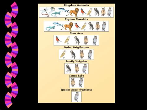 Classificationppt Science Research Task Ppt