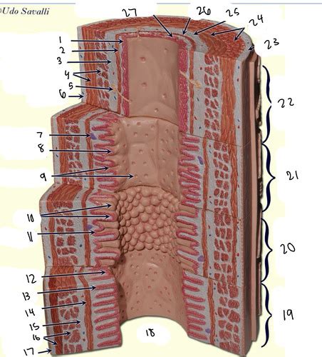 Anatomy Lab 3 Exam Flashcards Quizlet