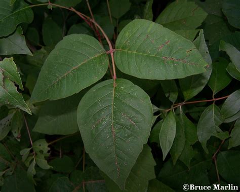 Poison Ivy Toxicodendron Radicans North American Insects And Spiders