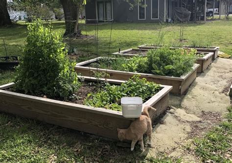 Weeklong Gone Pick Zone 8texas Rvegetablegardening