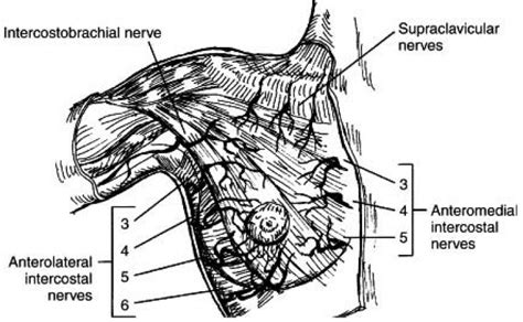 Analgesia For Breast Surgery — A Brief Overview Wfsa Resources