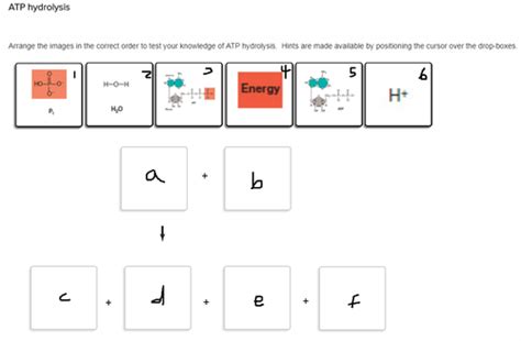 Bio 2600 Ch 3 Practice Questions Flashcards Quizlet