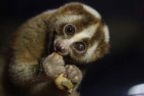 Primates In Jeopardy The Innocent But Poisonous Slow Loris Cgtn