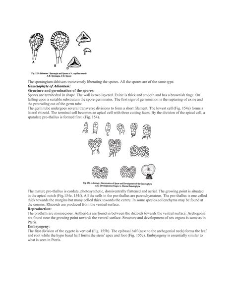 Adiantum Anatomy And Morphology With Diagrams Pdf