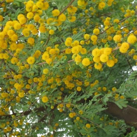 Acacia Farnesiana Sweet Acacia Green Things Nursery Green Things