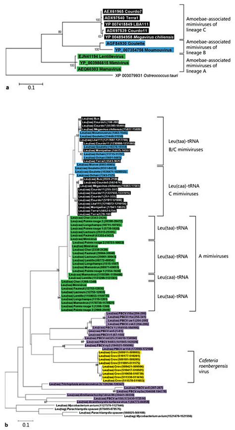 Phylogeny Reconstruction Generated Using Mega 5 With The Maximum Download Scientific Diagram