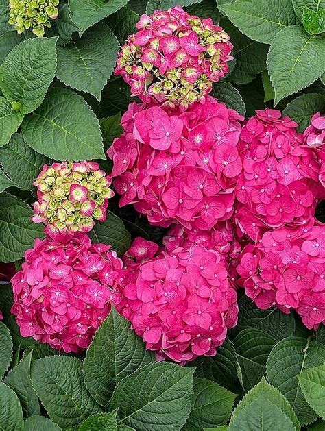 The 12 Showiest Lacecap And Mophead Hydrangeas For Your Garden White