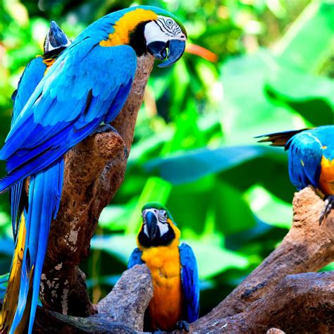 Avian Dna Test At ₹ 300 Test Hyderabad Id 2850016467033