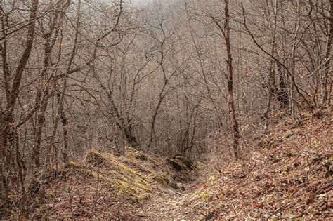 늦가을이나 겨울에 잎이 없는 숲에는 벌거벗은 줄기 빽빽한 가지 마른 나뭇잎 이끼 작은 식물이 있는 바닥이 보입니다 장면은 우울하고 조용한 분위기를 전달합니다 건조한에 대한
