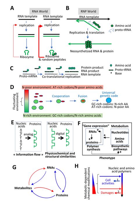 A In An RNA World An RNA Molecule Is Replicated Thanks To The Download Scientific Diagram