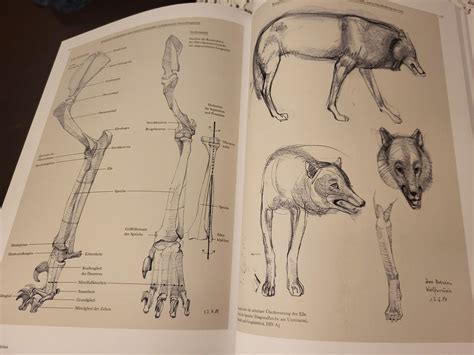 Анатомія для художників Готтфрід Баммес 2 000 грн Книги журнали Крижанівка на Olx