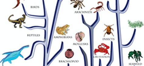 Level Of Support For Evolution Continuing Creation