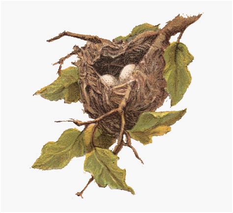 Nest On A Tree Png Bird Nest Clip Art Transparent Png Kindpng
