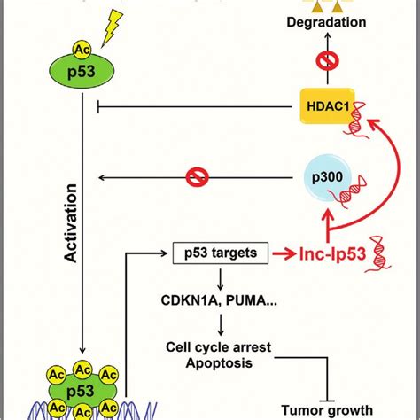 Model Of The P53lnc Ip53 Feedback Loop And Its Role In Tumor Growth