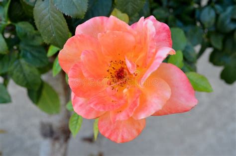 Amor De Rosa Do P Ssego Imagem De Stock Imagem De Levantou