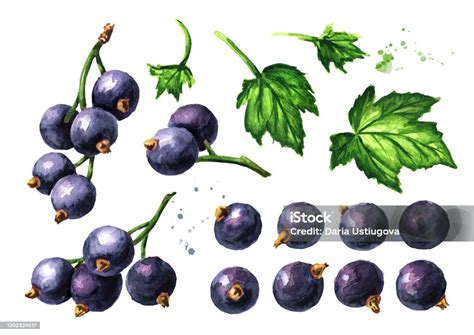 블랙 건포도 세트 흰색 배경에 고립 된 손으로 그린 수채화 그림 검은색 까치밥나무 열매에 대한 스톡 벡터 아트 및 기타 이미지