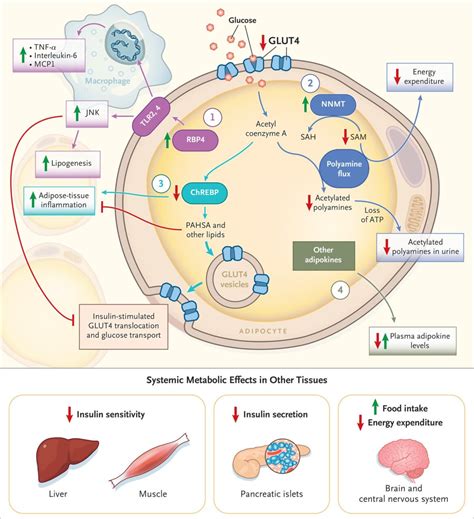Vai Trò Của Mô Mỡ Trong Việc điều Chỉnh độ Nhạy Insulin Toàn Cơ Thể Và