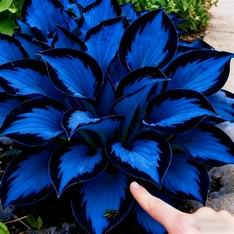 💥2025 Hot Sale 🌌midnight Blue Heart Hosta Seeds Perennial Shade Plant