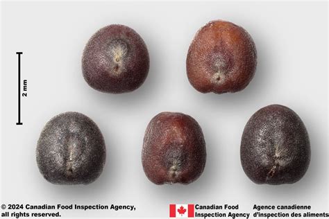 Brassica Napus L Subsp Napus Idseed