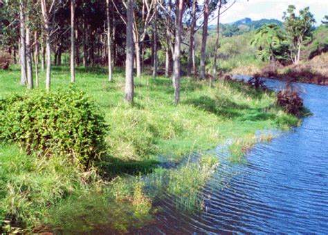 Restoring Riparian And Instream Cover Earth Sciences New Zealand Niwa