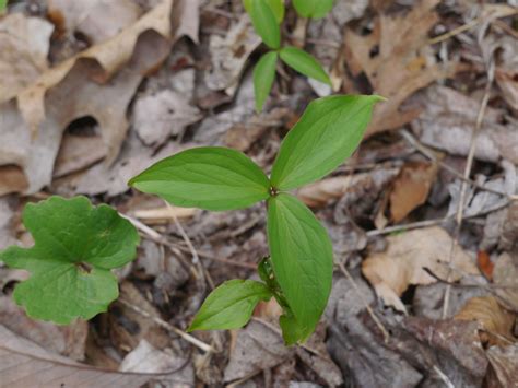 Three Leaf Plant Identification Plant Ideas