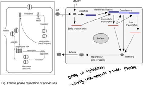 Viro Poxviridae Adenoviridae Flashcards Quizlet