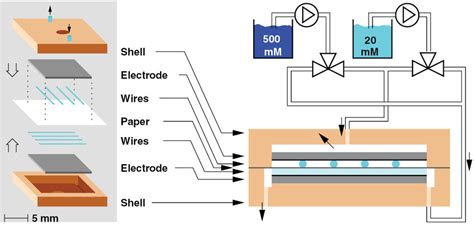 Left Panel Exploded View Of The Cell Right Panel Section Of The Cell Download Scientific