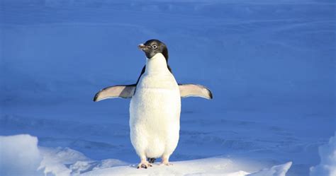 The Best Linux Distros For Linux Com