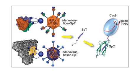 A New Method More Than Doubles The Efficiency Of Stem Cell Editing