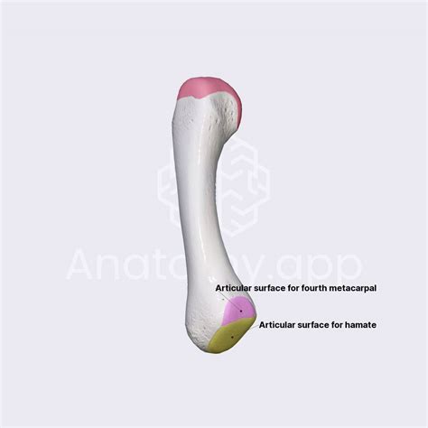Fifth Metacarpal Bone Anatomy App