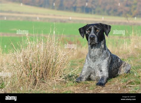 Pointer Cattle Dog Mix