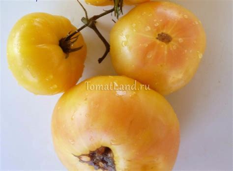 Томат Совершенство Дагмы: описание сорта, ОТЗЫВЫ, фото, урожайность ...