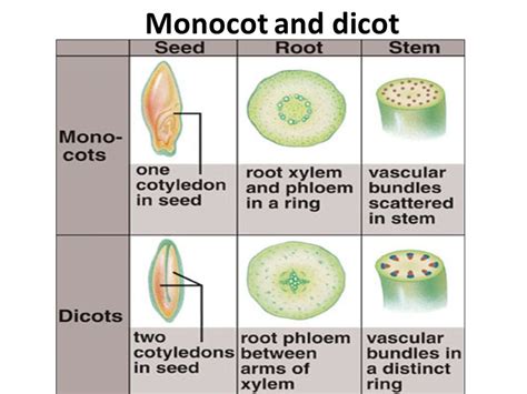 Vascular Bundle Monocot Vs Dicot
