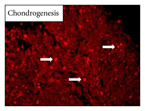 Isolation And Trilineage Differentiation Of Mouse Bone Marrow Mscs Download Scientific Diagram