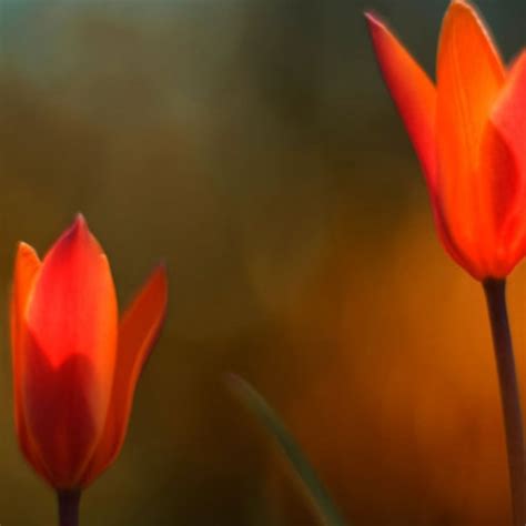 Zhan Shi 中国广西 Master Of Education 体育科学学院 Research Profile