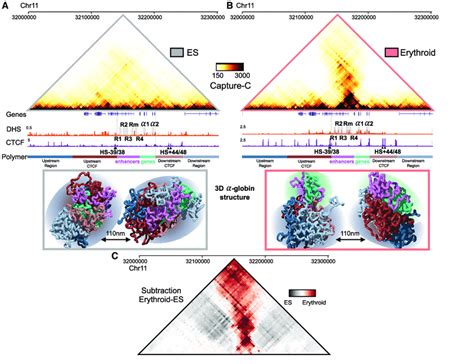 Single Allele 3d Conformations Of The A Globin Locus Are Highly Tissue