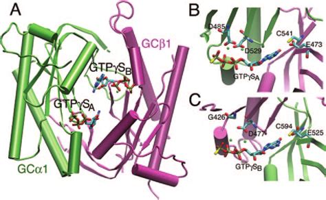 Structural Model Of The Catalytic Domain Of Soluble Guanylyl Cyclase