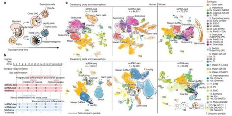 10x单细胞空间解码人类性腺发育路线图 知乎