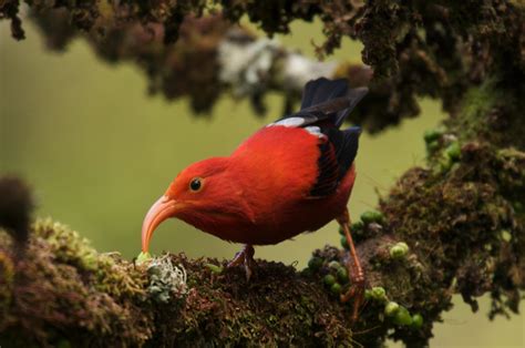 Hawaiian Yellow Bird Identification