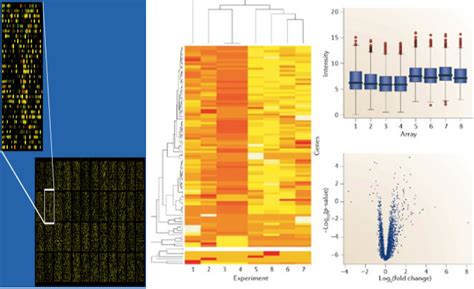 Microarray Data Analysis Services Gene Expression Snp Mirna
