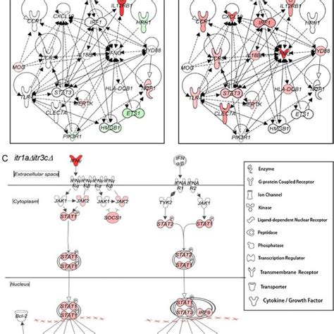 Expression Of Genes In The Th1 Response Network And Interferon Download Scientific Diagram