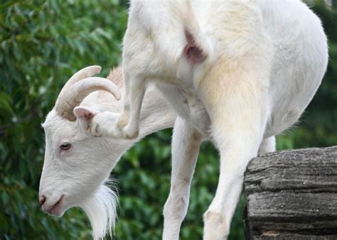 How To Cure Goat Dandruff The Happy Chicken Coop